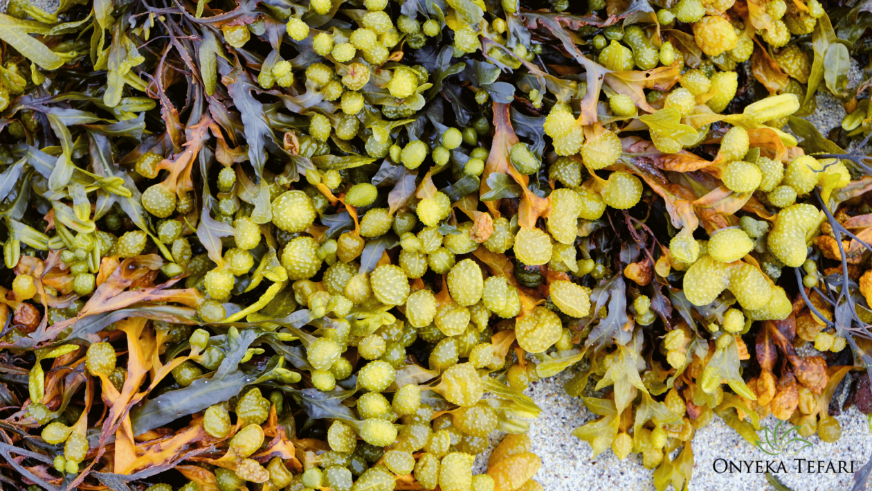 Bladderwrack: Exploring its Benefits, Iodine Deficiency, and Effects on ...