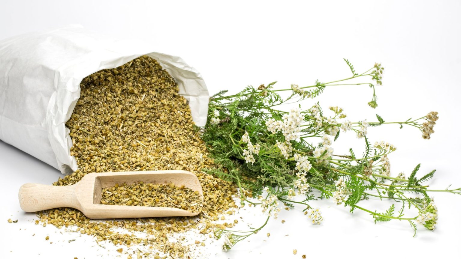 Harnessing the Power of Yarrow: A Guide to Yoni Steams for Women's ...